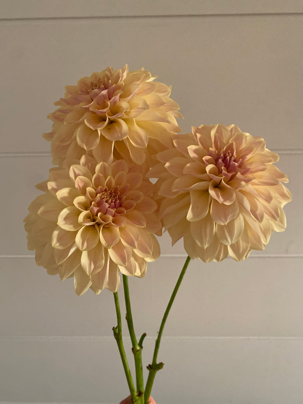 Lee’s Primrose Queen Tuber – Flowerhead Farm