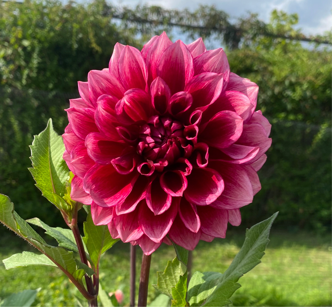 Products – Flowerhead Farm